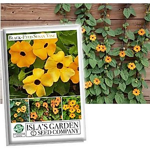 Black Eyed Susan "Vine" Flower Seeds for Planting, 25+ Heirloom Seeds Per Packet, (Isla's Garden Seeds), Non GMO Seeds, Botanical Name: Thunbergia alata, Great Home Flower Garden Gift
