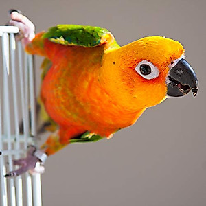 Kaytee Walnut Bedding and Litter 5.2L