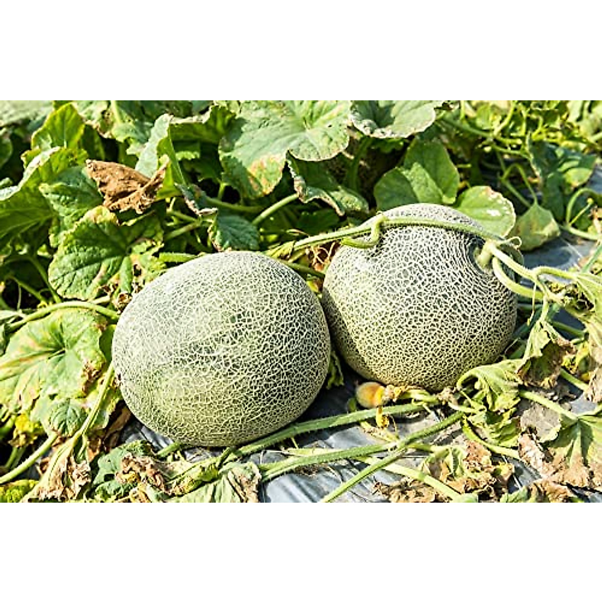 Imperial 45 Cantaloupe Seeds, 50+ Heirloom Seeds Per Packet, (Isla's Garden Seeds), Botanical Name: Cucumis melo VAR. cantalupensis, Non GMO Seeds