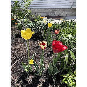 100 All in One Mixture - 50 Tulips Bulbs and 50 Daffodil Bulbs a Colorful Mix of Tulips and Popular Dutch Master Daffodils!