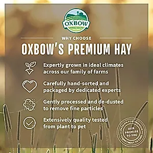 Oxbow Animal Health Orchard Grass Hay - All Natural Grass Hay for Chinchillas, Rabbits, Guinea Pigs, Hamsters & Gerbils - 25 lb.