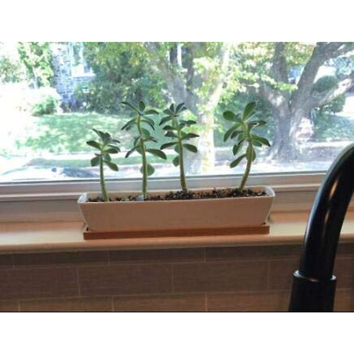 11inch Long Rectangle White Ceramic Succulent Planter Pots/Mini Flower Plant Containers with Bamboo Saucers. Product Size:11x2.36x1.77inch,not Include The Plant. (Long Rectangle)