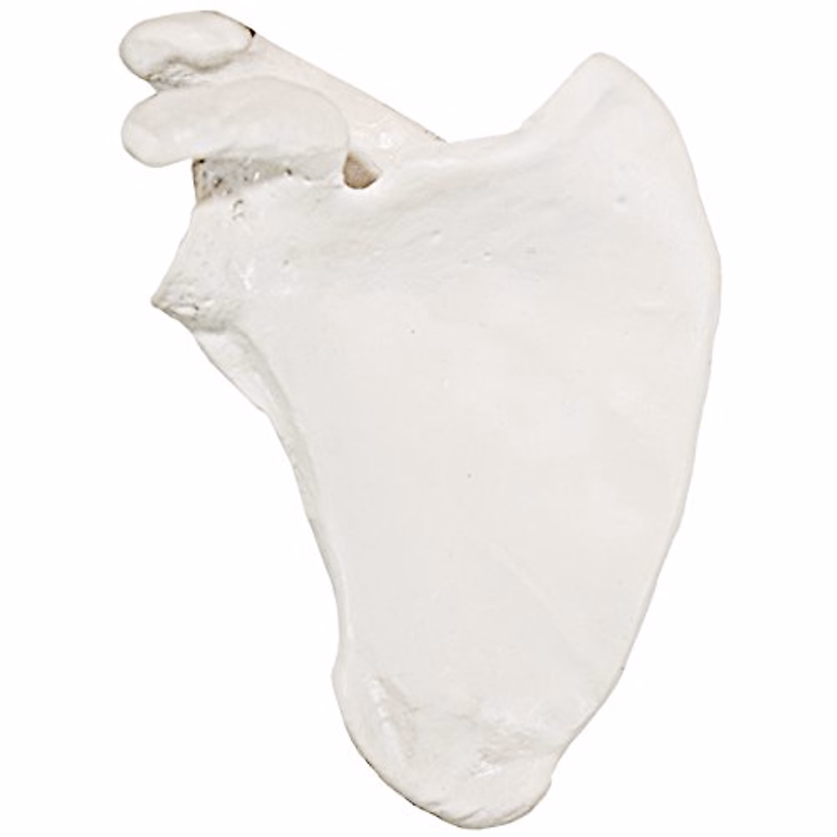 Axis Scientific Shoulder Anatomy Model of Right Scapula Bone | Shoulder Blade Model Details Skeletal Anatomy of Scapula | Scapula Model Shows Bony Landmarks and Anatomical Detail
