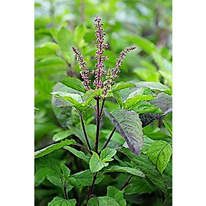 100+ Krishna Tulsi Holy Basil Seeds Red Leaf Indian Sacred Red Leaf Herb Tulasi Thulasi Shayam Heirloom Non-GMO Fragrant Grown in USA