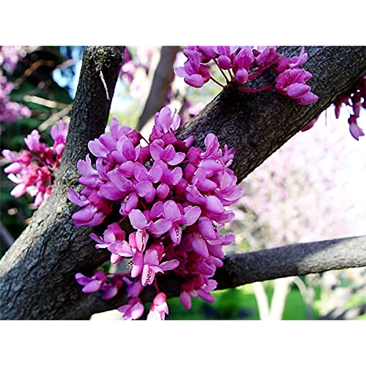 Eastern Redbud Tree Sakura Bonsai American Redbud Cercis Canadensis 15 Seeds Garden Seeds for Planting