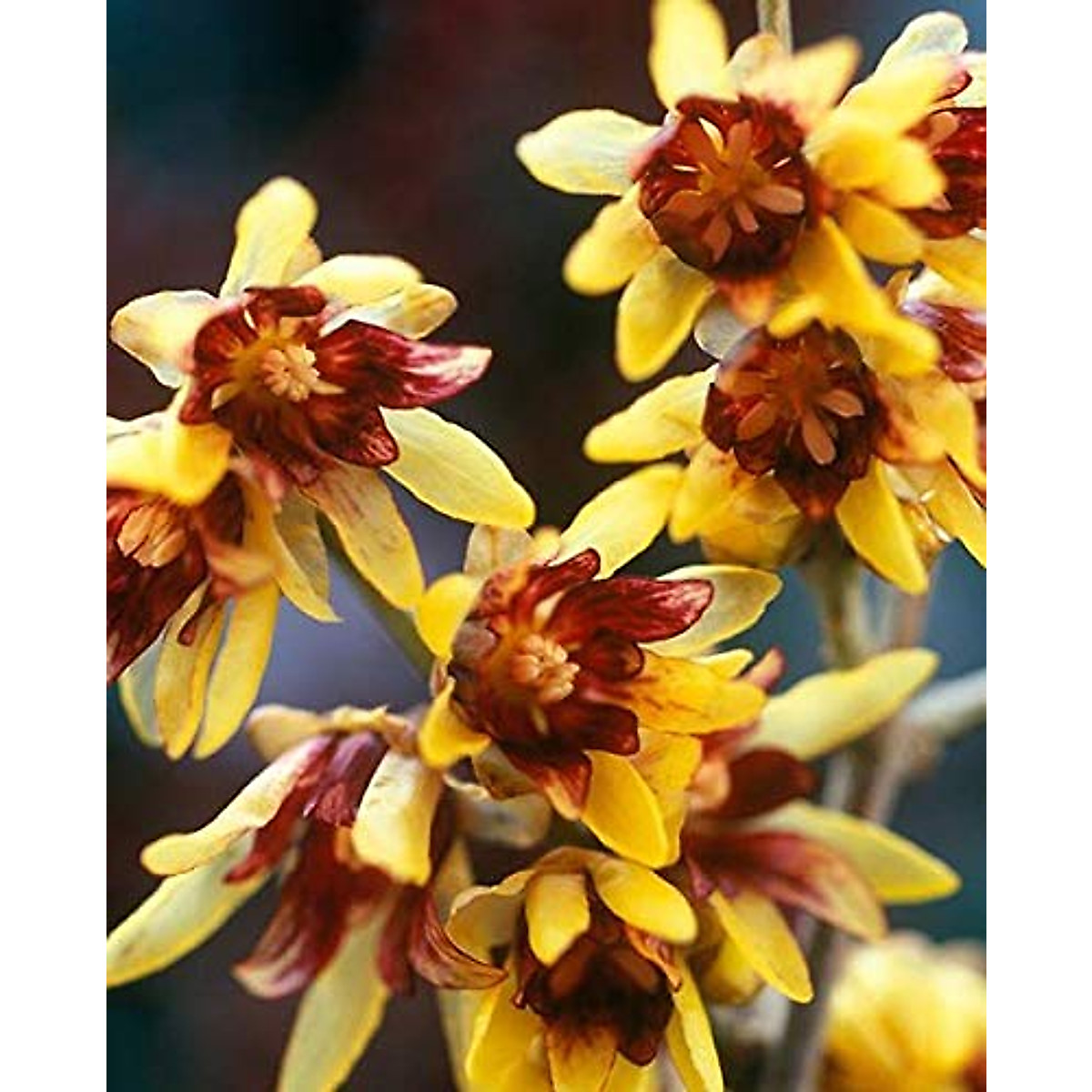 Wintersweet Bonsai Tree Seeds - Chimonanthus praecox 10 Seeds - Ships from Iowa, USA