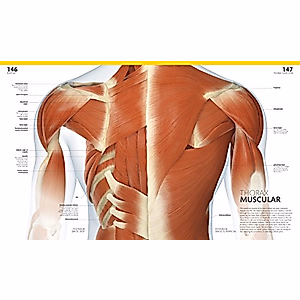 The Complete Human Body, 2nd Edition: The Definitive Visual Guide (DK Human Body Guides)