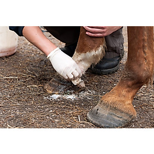 Adenna BRZ645 5.5 mil Disposable Powder-Free Latex Gloves, Medical Grade, Medium (Pack of 100), Natural White, 100 Count