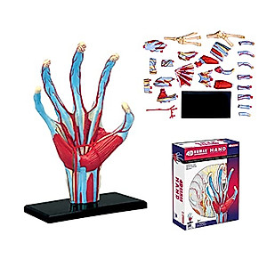Human Hand Skeleton Model Anatomical Model Anatomy DIY Gift Children Puzzle Educational Model Internal Organs Model Human Hand Model Anatomical Models Of The Human Hand For Students Hand Anatomy Model