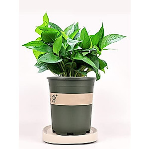 Plant Tray wth 4 Invisible Wheels, Plant Caddy with Wheels Rolling Plant Stand with Wheels 14 Inch Plant Dolly Heavy Duty Large Potted Plant Mover with Casters for Indoor and Outdoor(White Big)