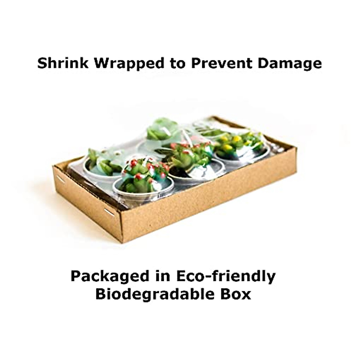 Phyther Cactus Tealight Candles, Unscented Decoration Tea Lights Candle, for Decor, Party Favors, Wedding, Baby, and Bridal Shower (12 Pieces)