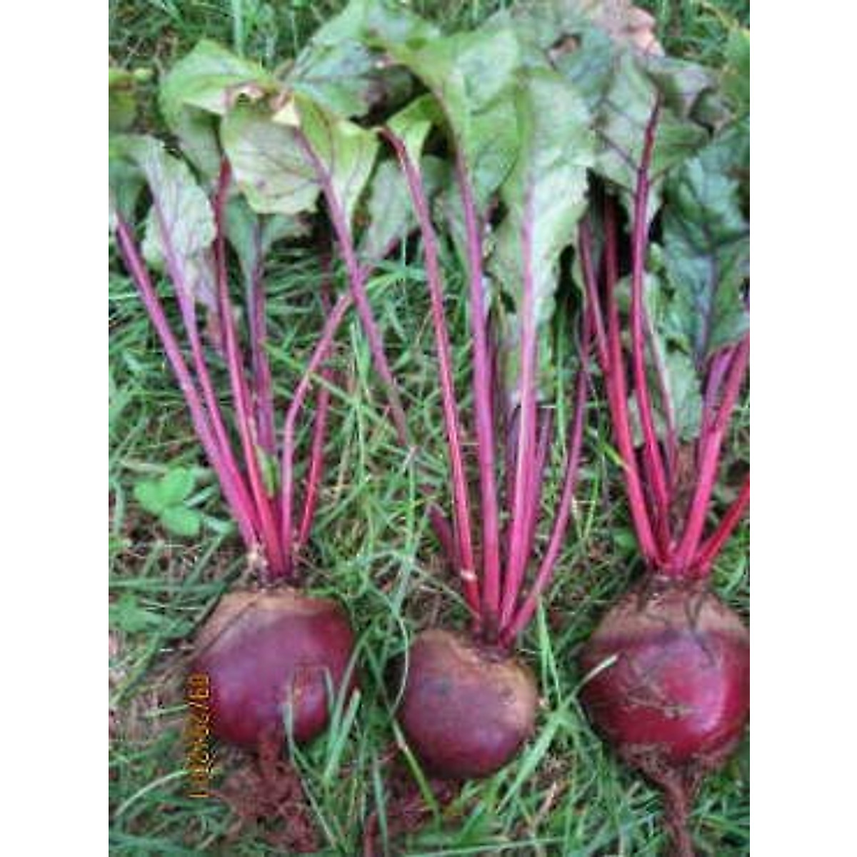 1200 Early Wonder Tall Top Beet Seeds for Planting 1 Ounce of Seeds Non GMO and Heirloom Survival Vegetable Garden