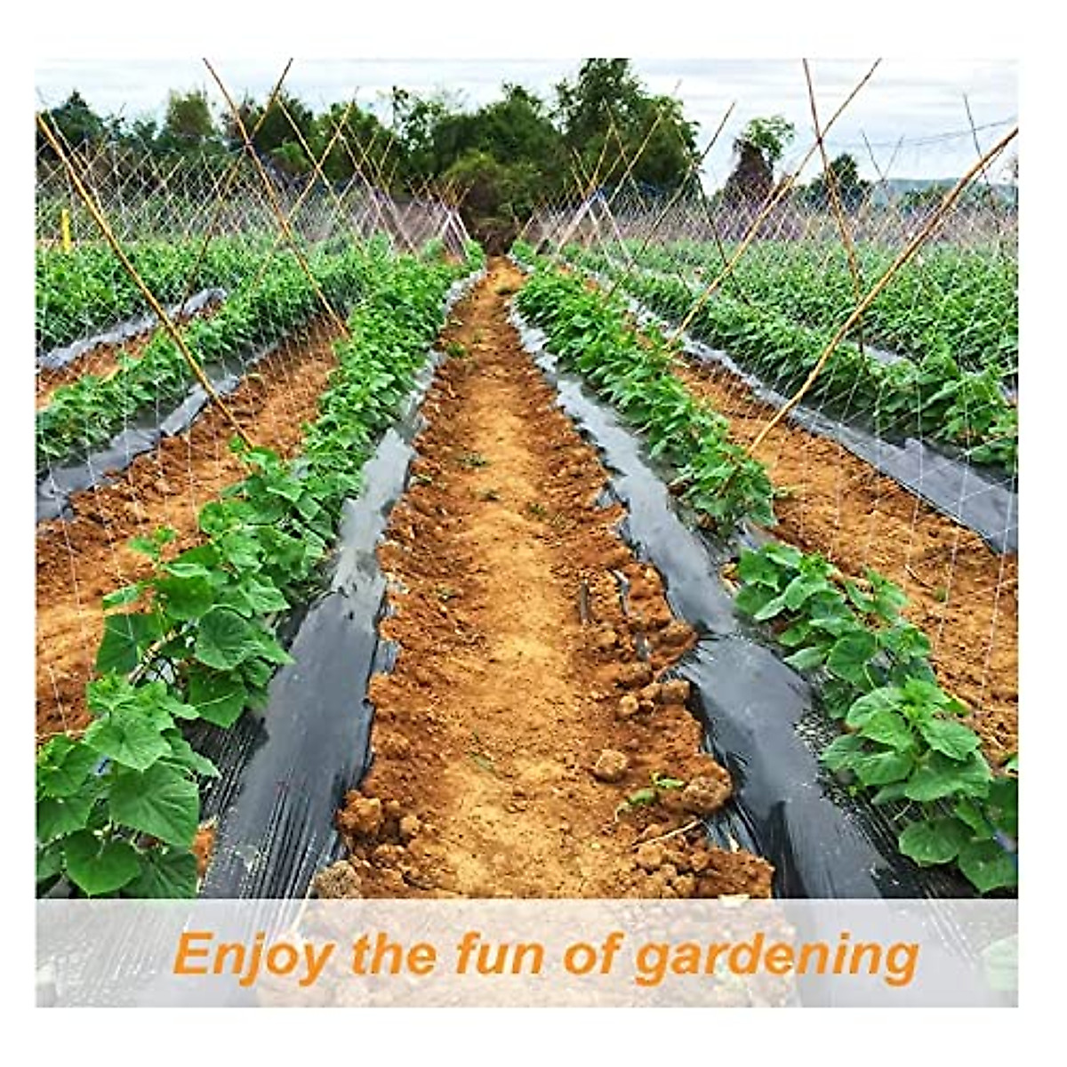 BBF IT Garden Trellis Netting - Heavy Duty Elastic Nylon Cord with Reach Through Mesh 5ft x 350ft (6''inch)