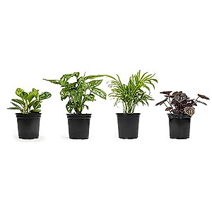 Altman Plants, Classic Houseplant Collection (4PK) Live Plants Indoor Plants Live Houseplants in Plant Pots, Easy House Plants Indoors Live, Snake Plant, Pothos in Potting Soil, Clean Air Plants