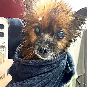 IEDASING'S CHOICE Dog Towel Pet Towel 2 Pack Super Absorbent Quick Drying Microfiber Towel Soft Suitable for Dog Bath Puppy Pet Grooming and Multi-Use, Microfiber Material, 16"x31" Grey