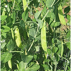 Mammoth Melting Sugar Snow Pea Seeds for Planting, 50+ Heirloom Seeds Per Packet, (Isla's Garden Seeds), Non GMO Seeds, Botanical Name: Pisum sativum, Great Home Garden Gift