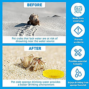 8 Pieces Hermit Crab Sponges Pets Crab Real Sea Sponges Unbleached Water Dish Sea Sponge Provide Nutrients Crab Sponges for Pet Hermit Crab Tank Humidity Supplies