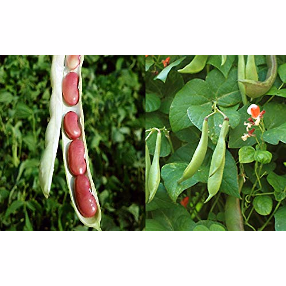 Organic Dark Red Kidney Beans- Fiber & Protein rich, Raw, Non-GMO, Vegan Bulk-2LB