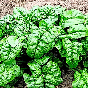 Giant Spinach Herb Garden Seeds for Planting About 100 Seeds
