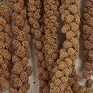 F.M. Brown's Tropical Carnival, Natural Spray Millet, Daily Natural Foraging Treat for Seed-Eating Birds, Sun-Cured and Preservative Free, 4 oz Bag (7 Pack)