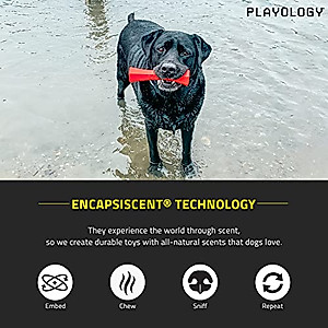 Playology Squeaky Chew Stick Dog Toy, for Large Dogs (35lbs and Up) - for Moderate Chewers - Engaging All-Natural Beef Scented Toy - Non-Toxic Materials