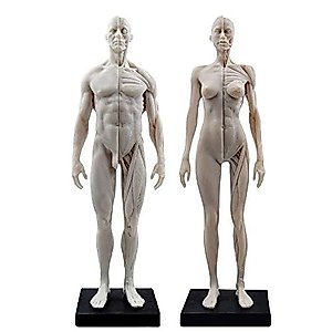BONEW Dental 30CM Resin Human Anatomical Anatomy Skull Head Body Model Muscle Bone Model Male and Female
