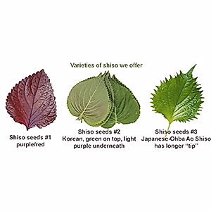 For 2024! 200 Perilla Seeds,Non GMO Seeds for Sprouting, Heirloom Vegetable Seeds for Planting. Great Hydroponic Seeds for Pods(Egoma/Sesami Herb Seeds #2,Perilla 紫苏,Green-1g,200 Seeds)