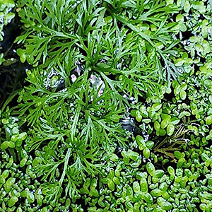 Greenpro | Water Sprite Potted Easy Live Aquarium Plants for Fish Tank Decoration Freshwater