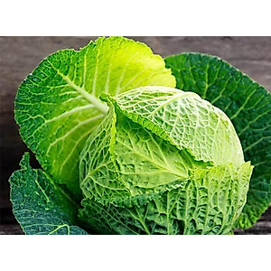 David's Garden Seeds Cabbage Savoy Perfection FBA-9924 (Green) 50 Non-GMO, Heirloom Seeds