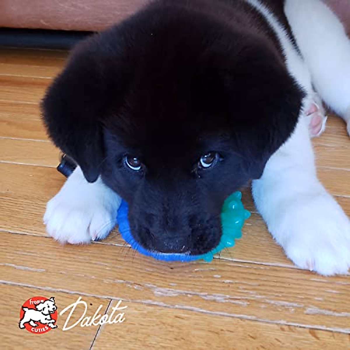 Fromm Large Breed Puppy Gold Premium Dry Dog Food - Dry Puppy Food for Large Breeds - Chicken Recipe - 30 lb