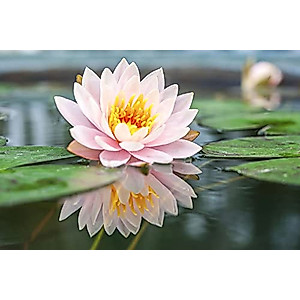30PCS Bonsai Lotus Seeds for Planting, Water Lily Flower, Non-GMO Home Garden Plant Seeds, Flowering Aquatic Bonsai Plant, No Experience Required