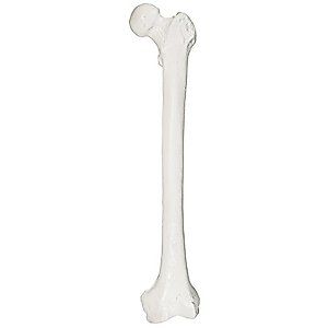 Axis Scientific Femur Bone Model | Left | Cast from a Real Human Femur Bone l Upper Leg Bone Model Has Realistic Texture and Important Bony Landmarks | Includes Product Manual