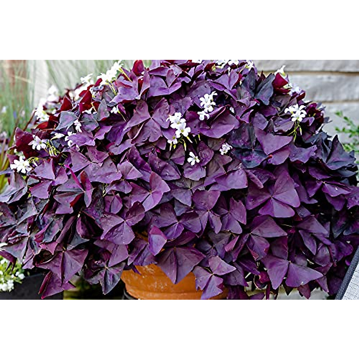 Oxalis Triangularis 10 Bulbs - Purple Shamrock Bulbs - Good Luck Plant - Fast Growing Year Round Color Indoors or Outdoors - Oxalis Shamrock Bulbs - Ships from Iowa, Made in USA