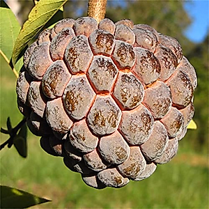 zcbang Natural Fruit Seeds Sugar Apple Seeds Custard Apple Seeds Graviola Annona 10Pcs