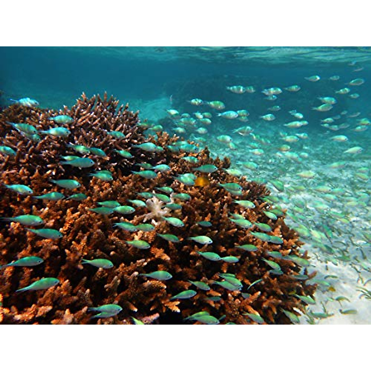 Ricoh WG-70 Black Waterproof Digital Camera 16MP