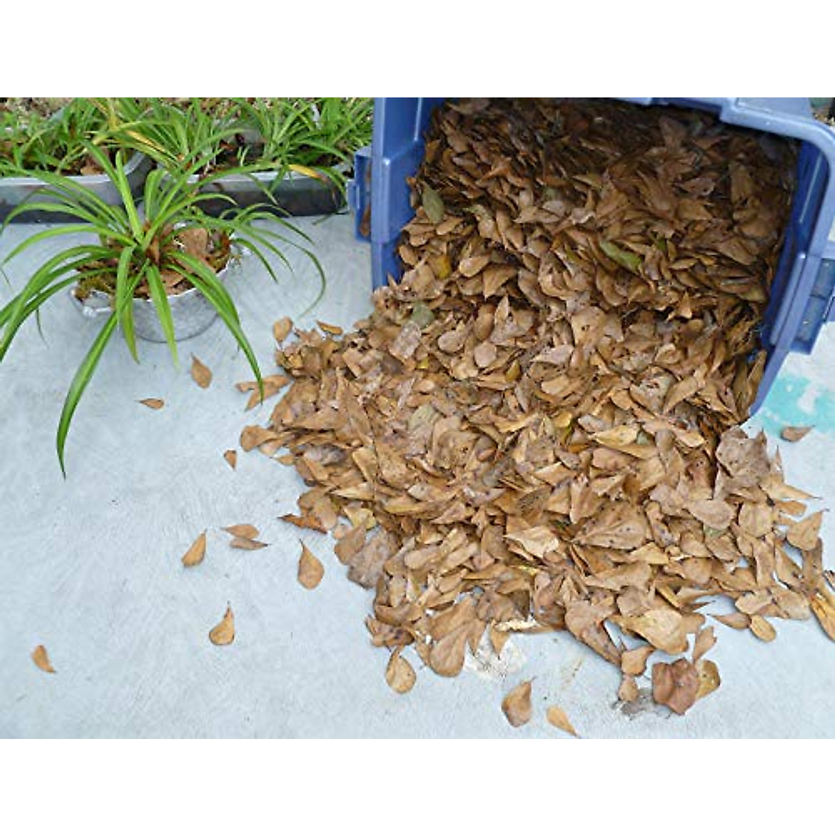 1 Gallon Dry Organic Oak Leaf Litter Terrarium Dart Frog Vivarium by legendary-yes