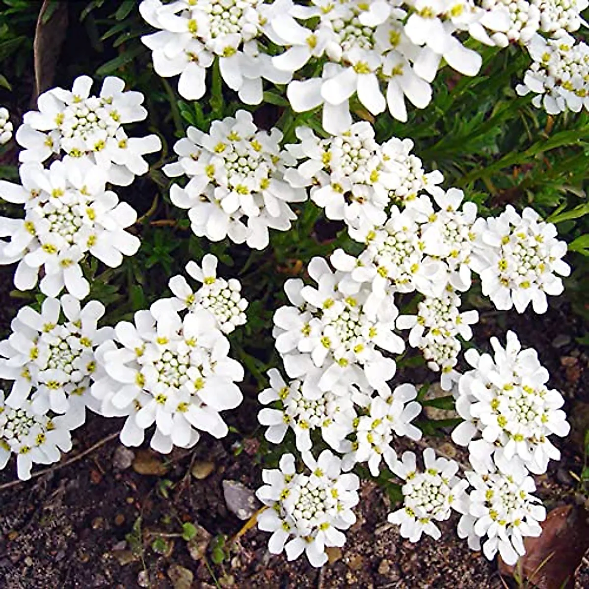 Iberis Sempervirens Seeds Evergreen Candytuft Perennial Ground Cover Showy Attracts Butterflies Drought Tolerant Deer Resistant Rock Garden Outdoor 100Pcs Flower Seeds by YEGAOL Garden