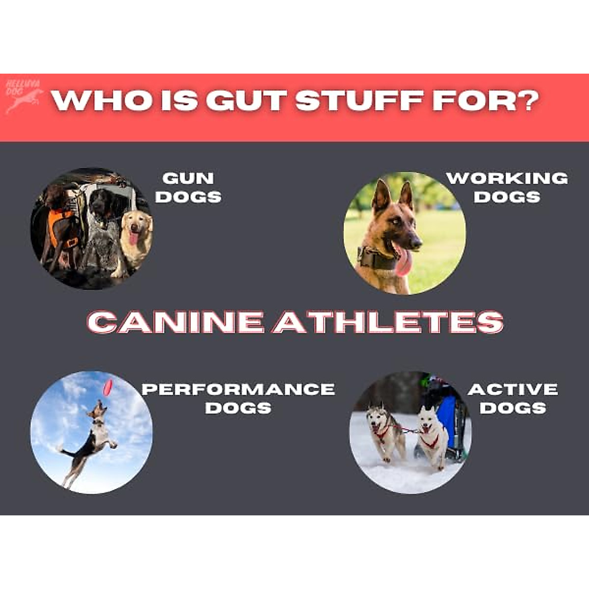 Gut Stuff by Helluva Dog — Digestive Aid Meal Topper for Active Sporting Dogs — Pumpkin & Slippery Elm for Dog's Upset Stomach & Better Gut Health, Packed with Fiber - 3oz