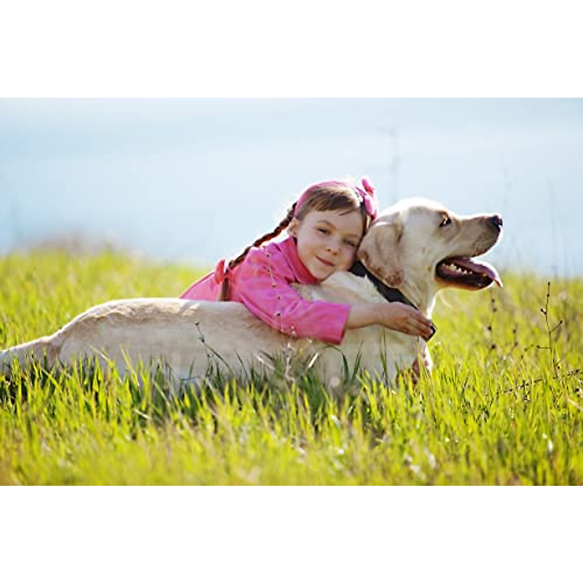 Animal Planet Urine Destroyer Professional Strength ( 32 Oz ) Oxygen Powered Formula Destroys Tough Odors & Stains Yet Gentle On Your Furniture And Carpet