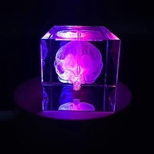 3D Human Brain Anatomical Model Paperweight(Laser Etched) in Crystal Glass Cube Science Gift (No Included LED Base)(3.1x2x2 inch)