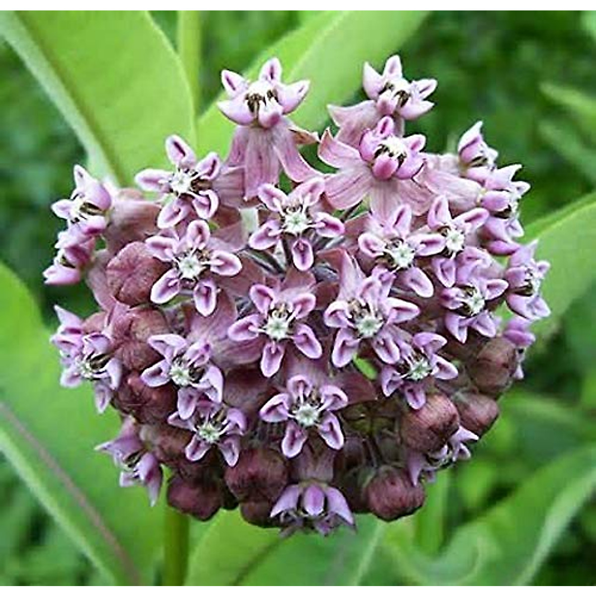 Common Milkweed Native Seeds (Asclepias Syriaca), Pack of 100 Seeds by Seeds2Go