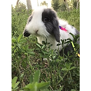 Rabbit Harness Lead Leash Soft Nylon, Adorable Colorful Rainbow Adjustable Harness Collar, Outdoor Walking Buckle Leash