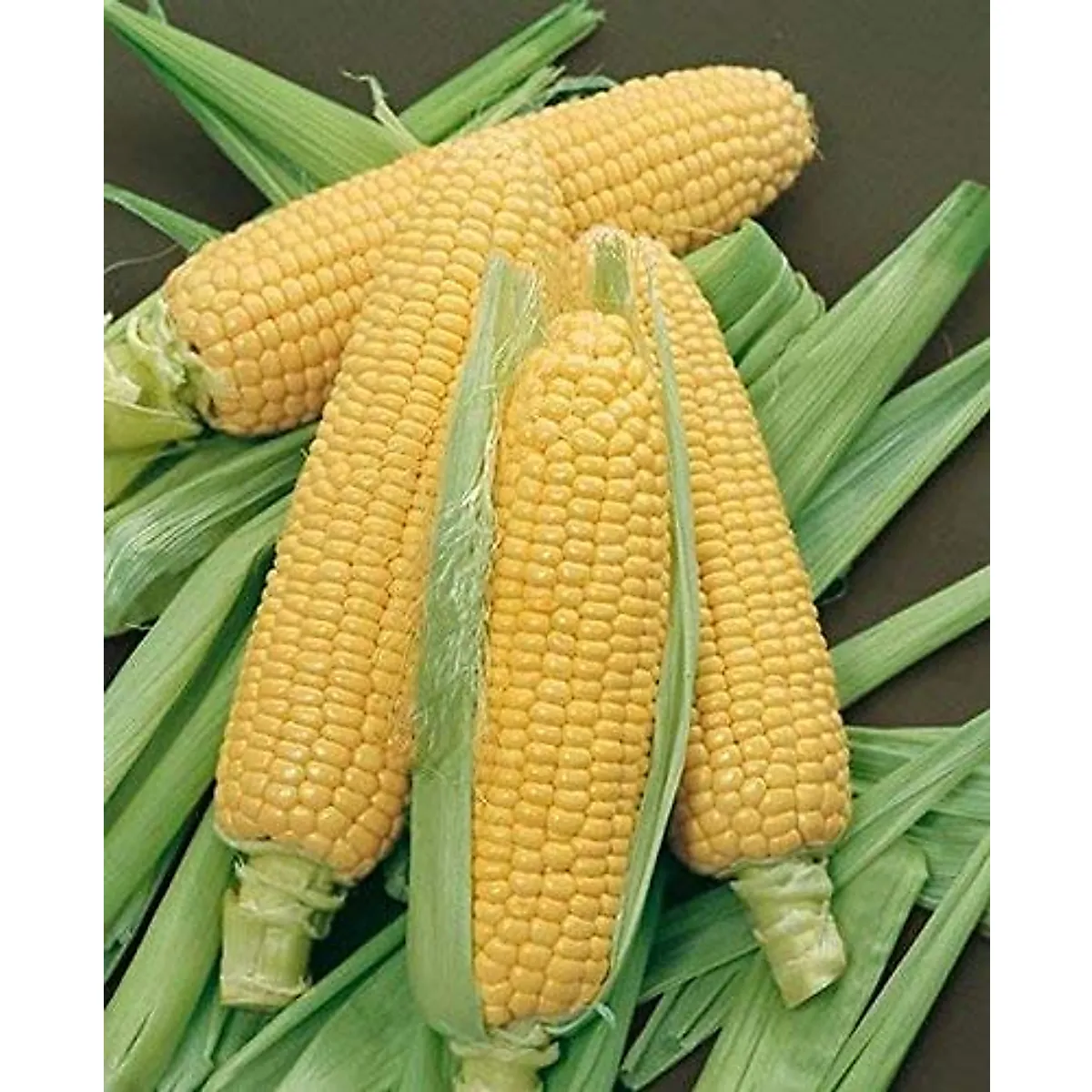 "Incredible" RM Sweet Yellow Corn, 75 Heirloom Seeds, Sweet Incredible Flavor! Fantastic Addition to Your Home Garden! (Isla's Garden Seeds),90% Germination Rates, Non GMO Seeds