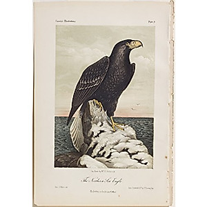 The Northern Sea Eagle