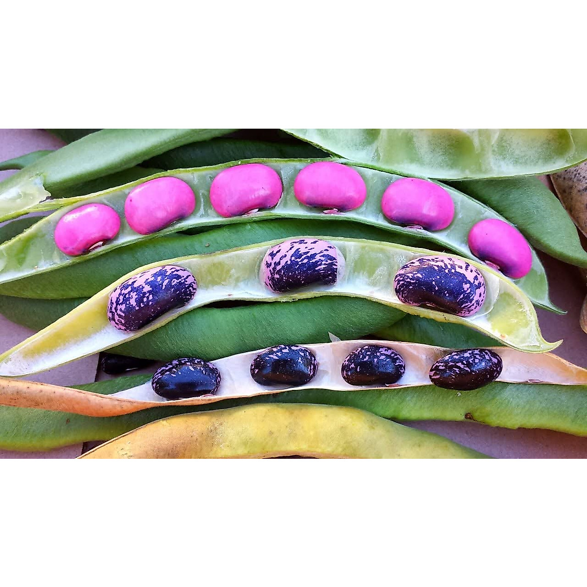 Gaea's Blessing Seeds - Scarlet Runner Bean Seeds - Non-GMO Seeds for Planting with Easy to Follow Instructions 94% Germination Rate