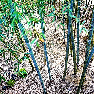 La Boos Square Dish Healthy Separation Plates, Cereals, Cegetables, Protein, Keep Health Ratio Per Meal, Lunch Plate, Dinner Dish (Square Dish)