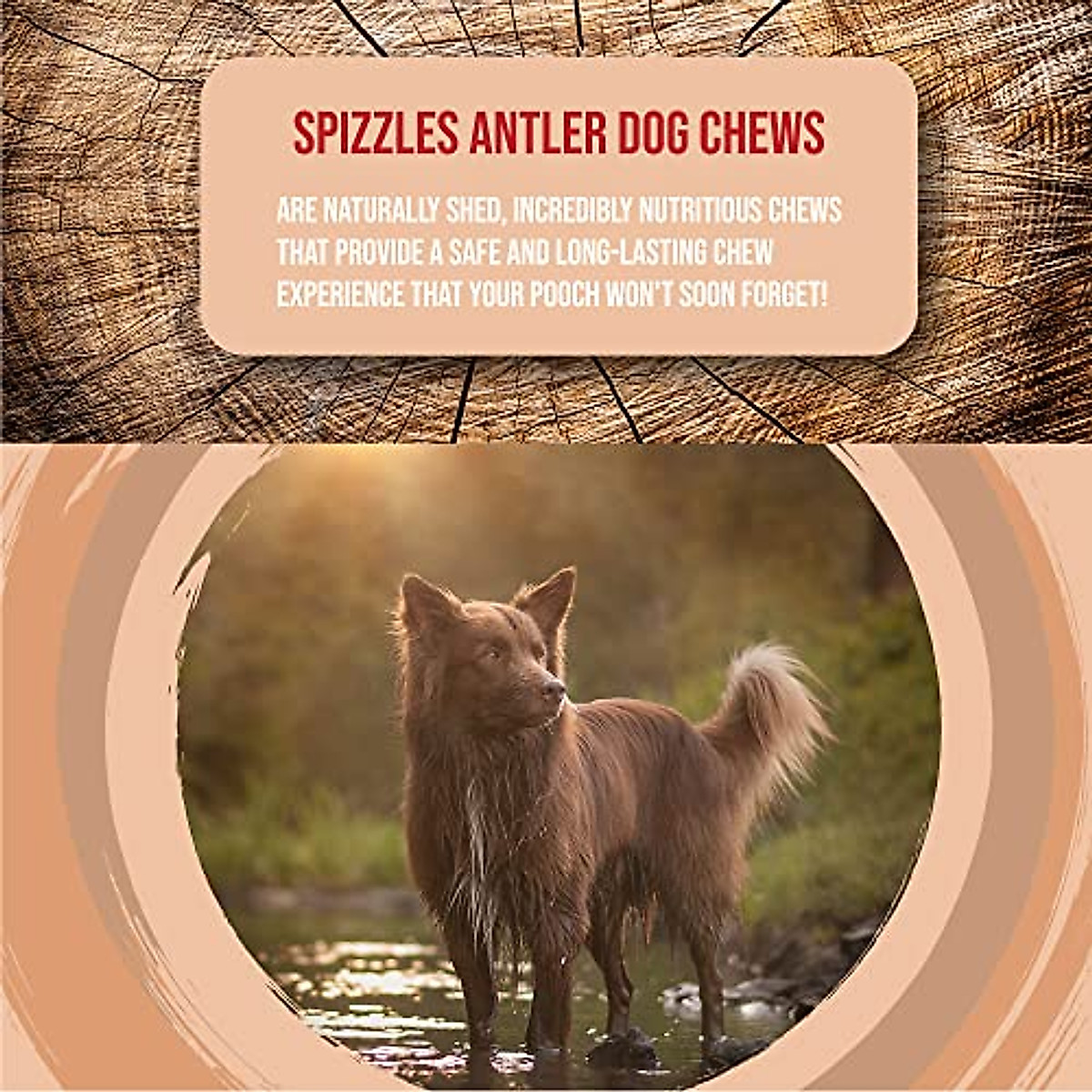 Spizzles Elk Antler Dog Chew Solid, Long Lasting Bone for Small Breed Aggressive Chewers, All Natural, No Odor, No Mess, No Preservatives, USA, 4 inch