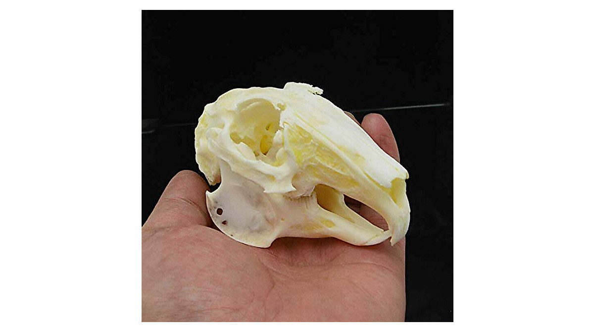 Wixine Cottontail Rabbit Skull Specimen - Unique Animal Bone Collectible