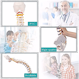 RONTEN Spine Model, 31" Life Size Spinal Cord Model with Vertebrae, Nerves, Arteries, Lumbar Column and Male Pelvis - Mount on a Stand