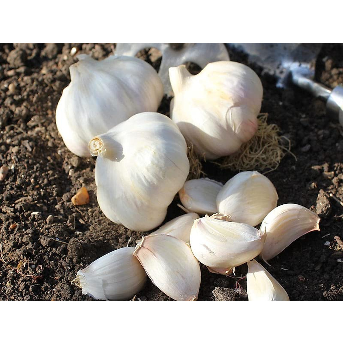 4 Mixed Garlic Bulbs for Planting Outdoors, Heirloom Garlic Bulbs